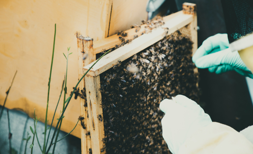 Come comunicano le api: cosa sappiamo fino ad ora.