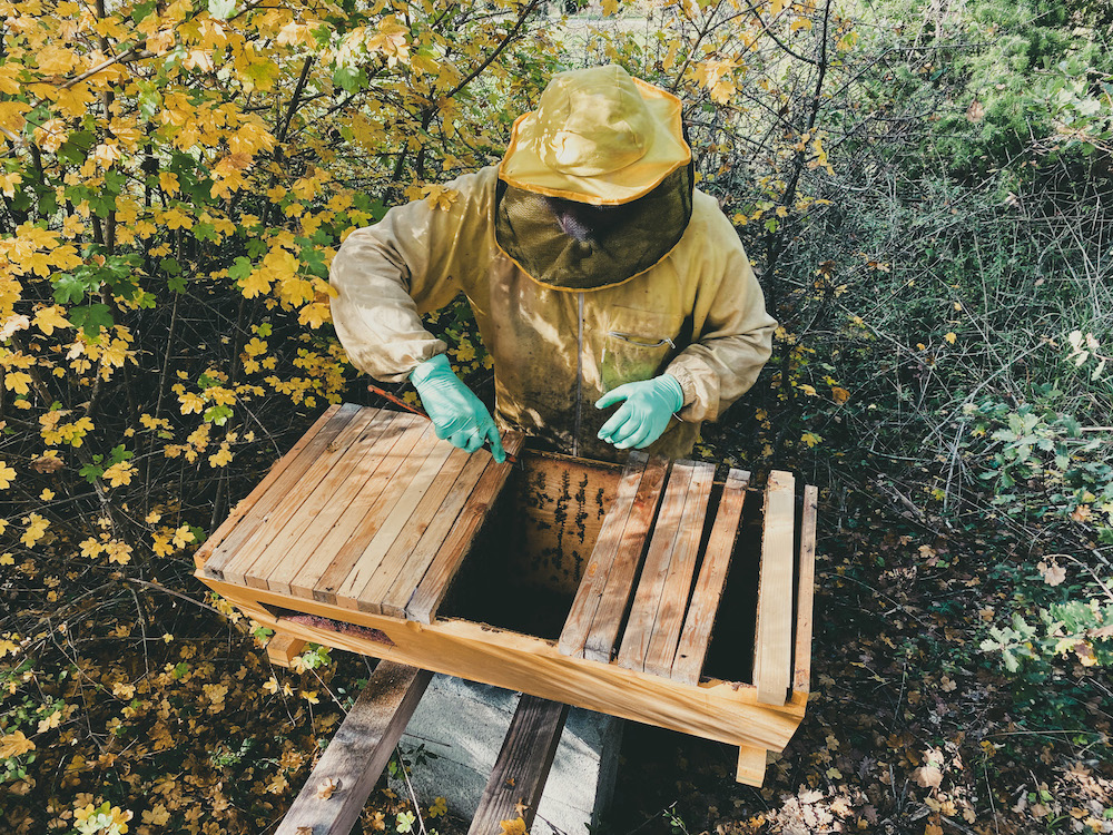 La scelta dell'arnia: la guida definitiva.