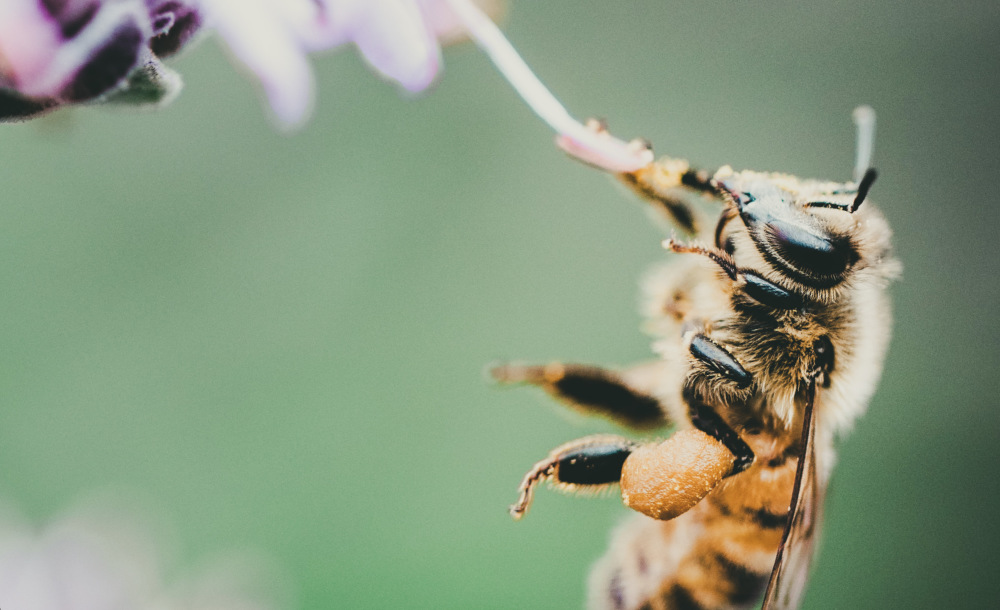 Nutrizione api: come si nutrono le api nell'ambiente.